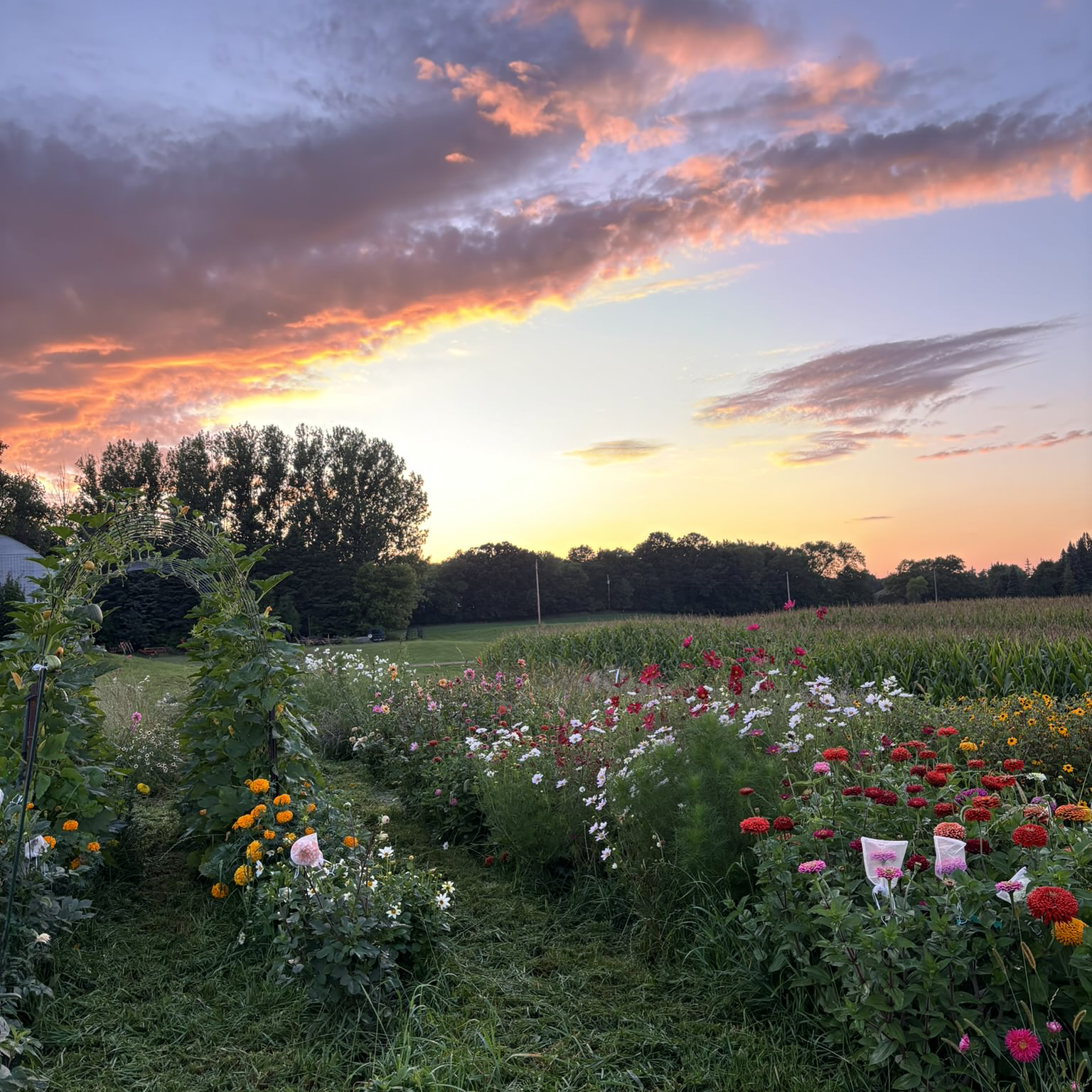 What I Learned in my First Year of Growing the Photo-Flower Field ...